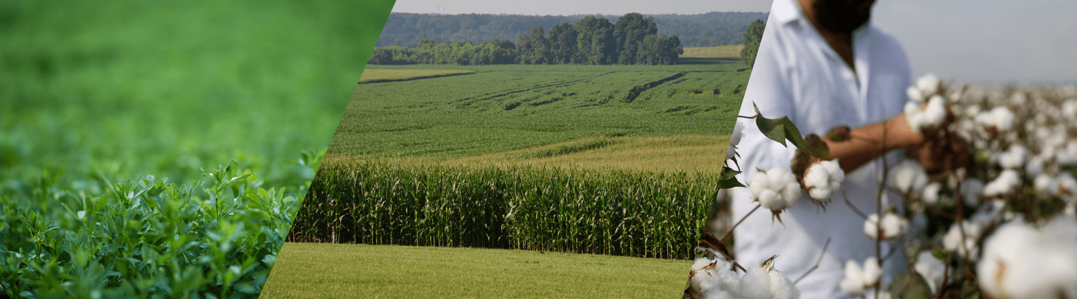 SDI-GO™ Set and succeed | Netafim - Netafim