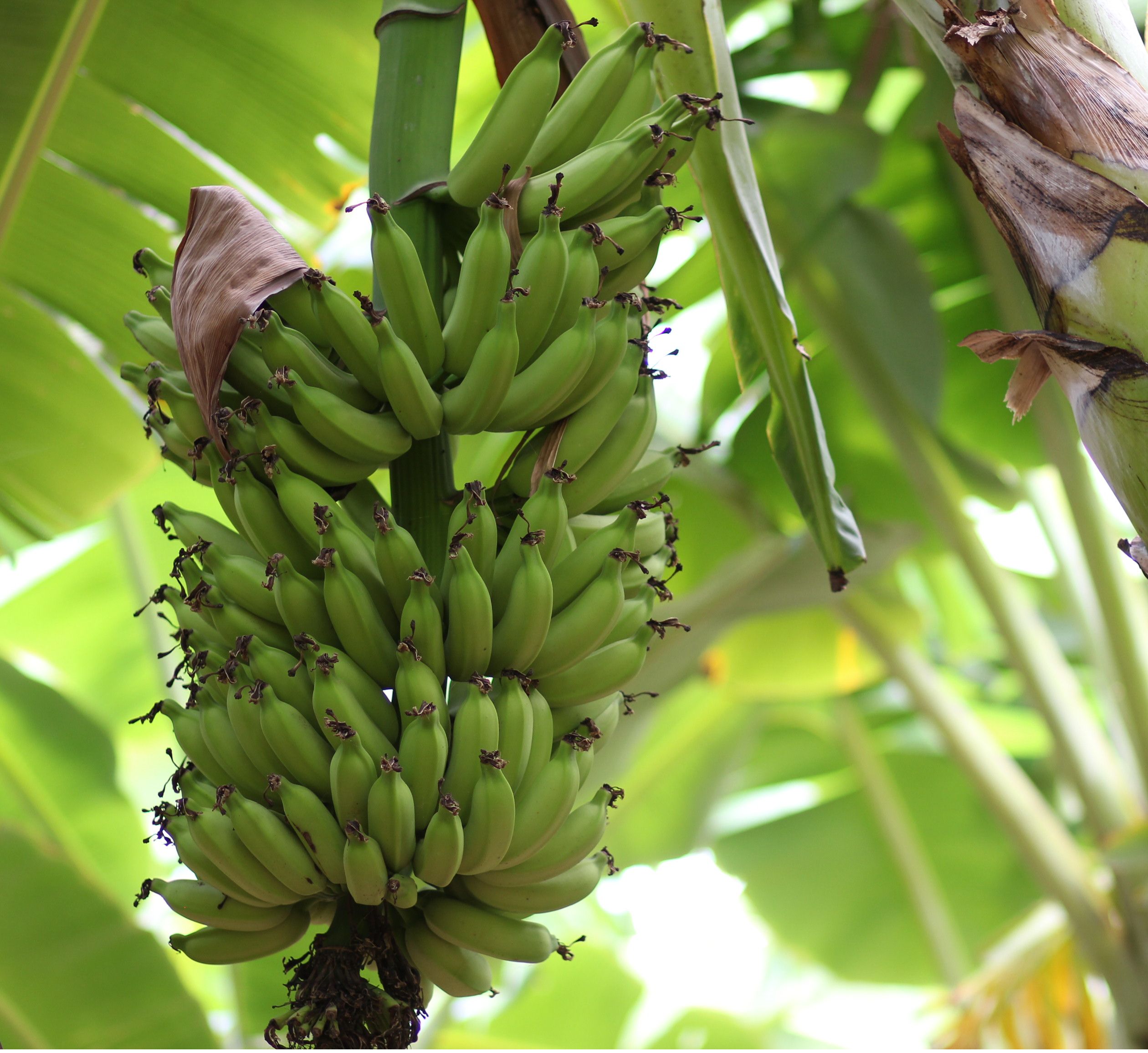 Muz seralarında sulama yöntemleri - Netafim