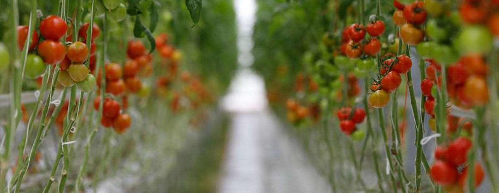 Sera bitkileri mahsuller | Gakon Netafim - Netafim