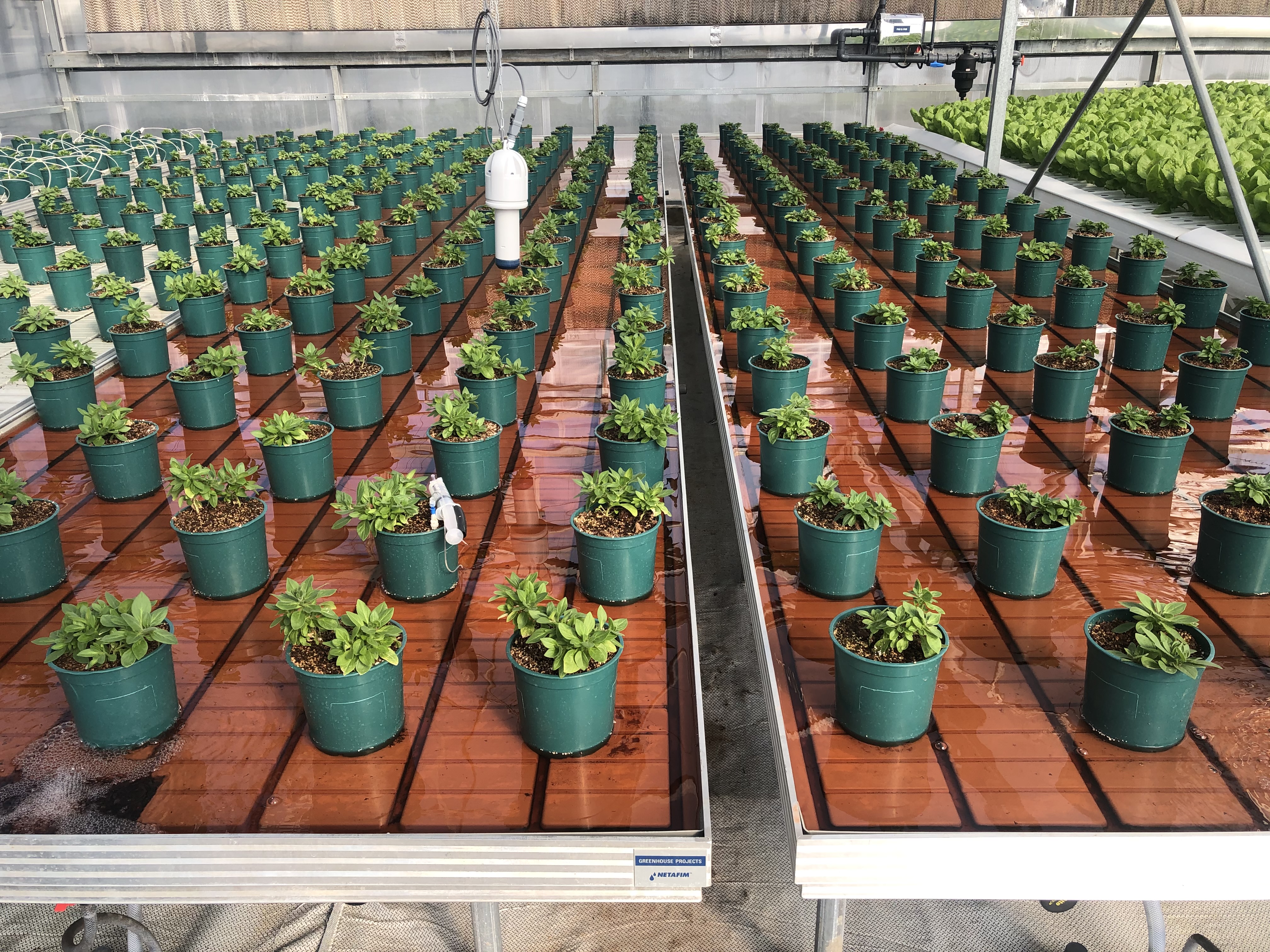 Sera- sulama sistemleri | Gakon Netafim - Netafim